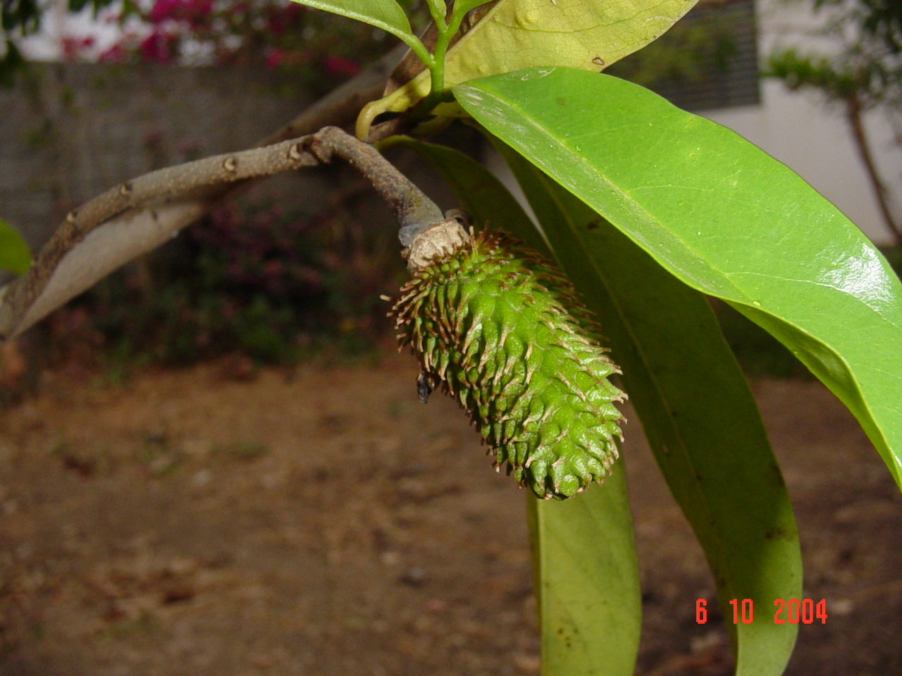 QUINTAIS IMORTAIS: Anonáceas