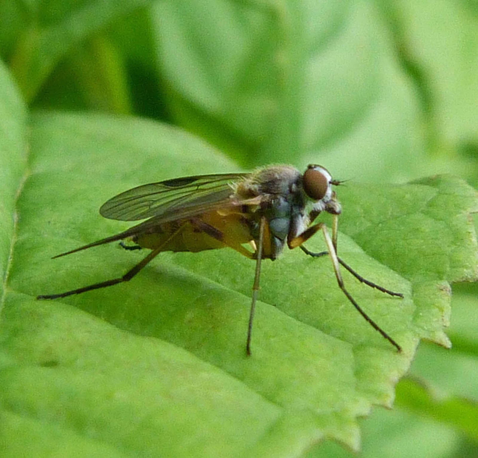 Insects of Scotland: Snipe Flies