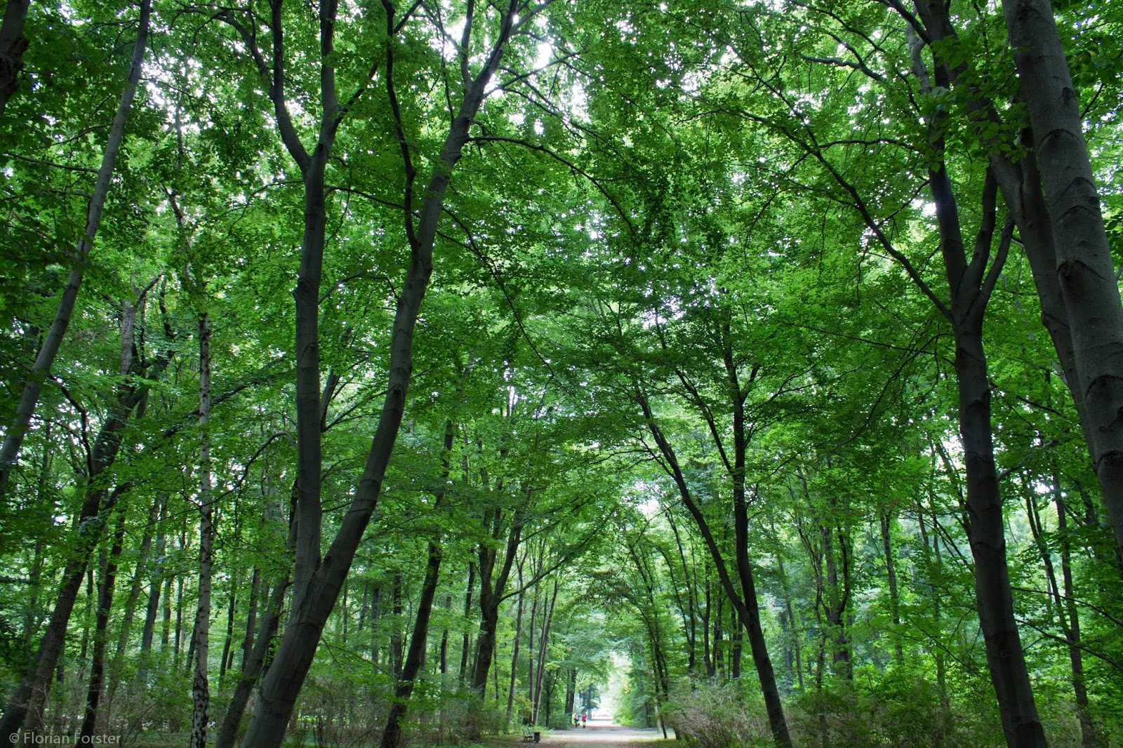 Forest in the Tiergarten park in Berlin, Germany [1600x1066][OS] : r ...