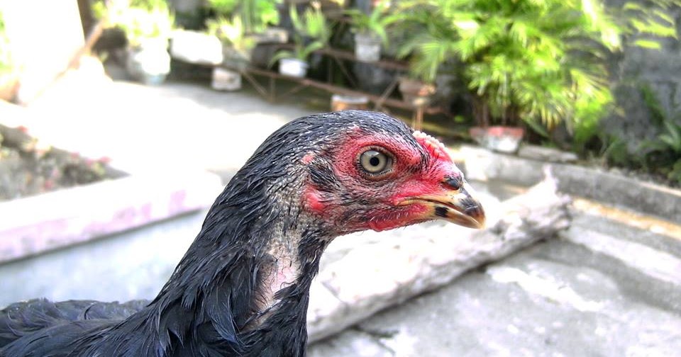 Gamefowl breeders: Shamo and Aseel