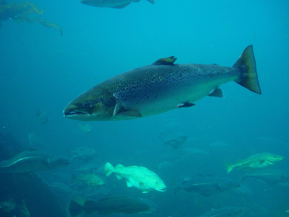 No Farmed Salmon, .....Just Say NO!: Fish-farm escapees are weakening ...
