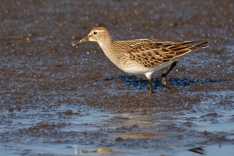 Outdoor Photography: Gestreepte Strandloper van de Groene Jonker