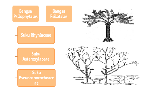 BIOLOGY: Classification of Pteridophyta
