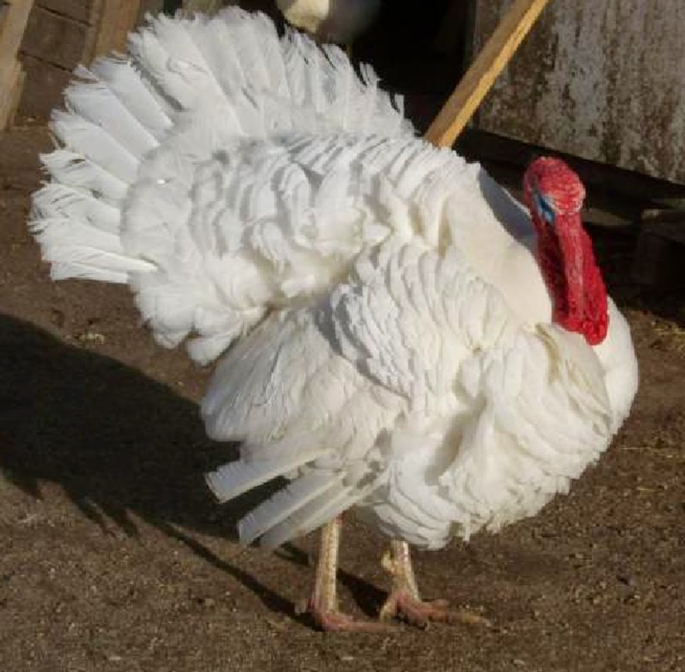 Turkey Breeds | Modern Farming Methods