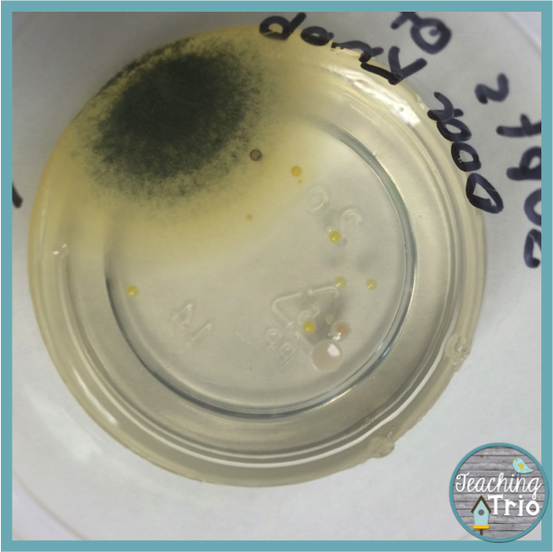 Teaching Trio: Culturing Bacteria in your Classroom