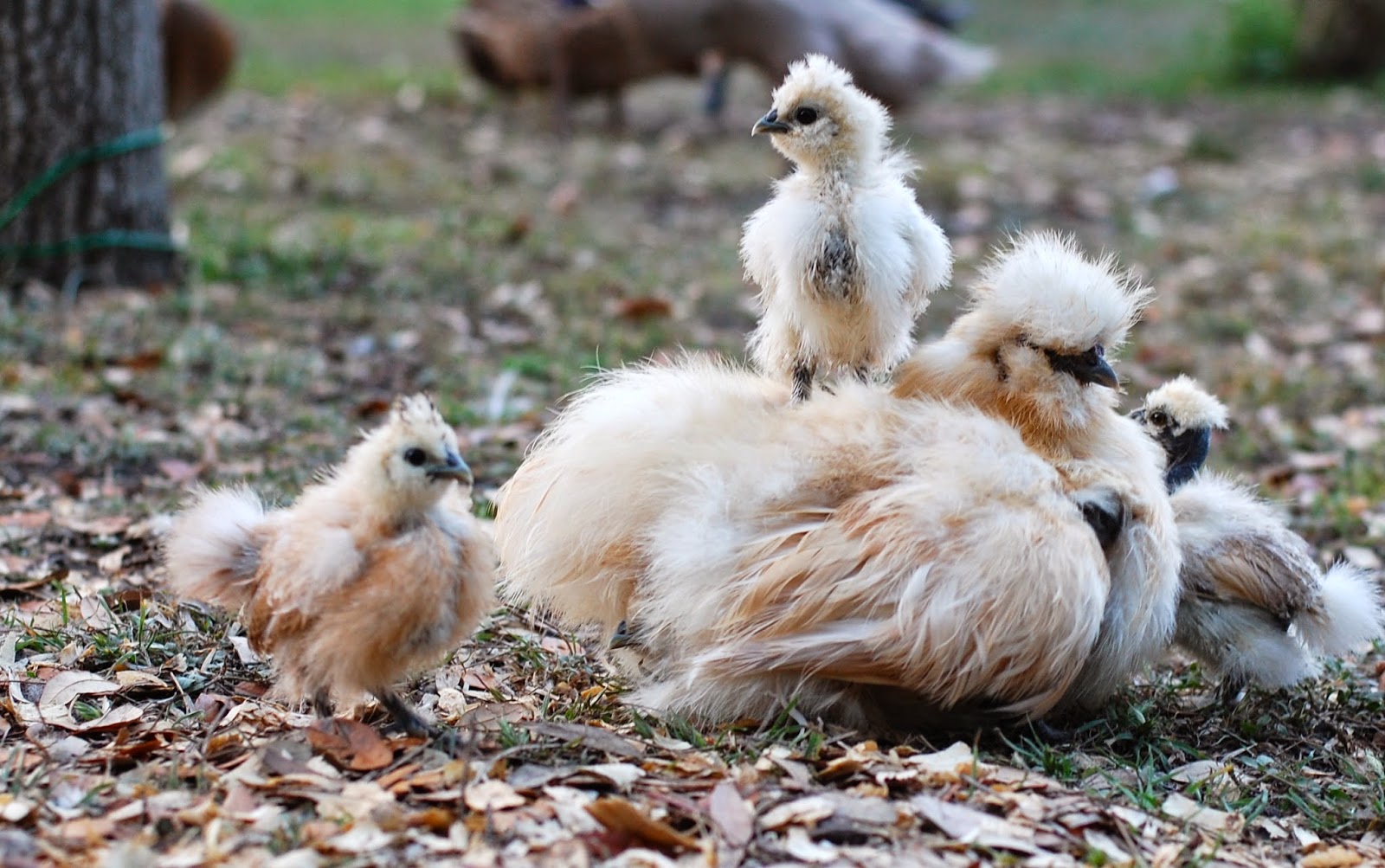 Thrifty Farmer's Wife: "silkies" the fluffy chicken