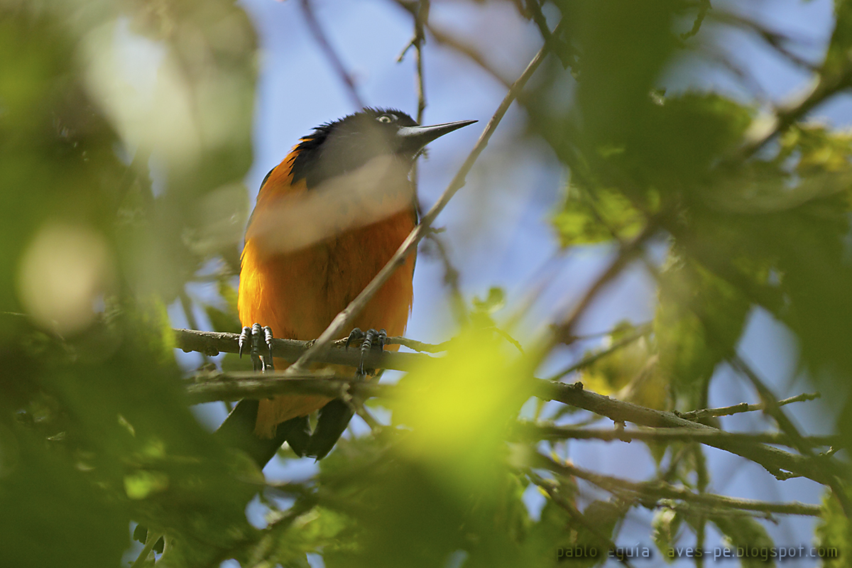 mis fotos de aves: Icterus icterus Turpial Venezolano Venezuelan Troupial