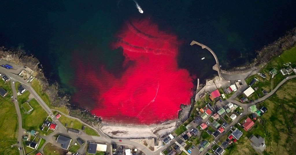 Grindadráp doesn't fit this picture