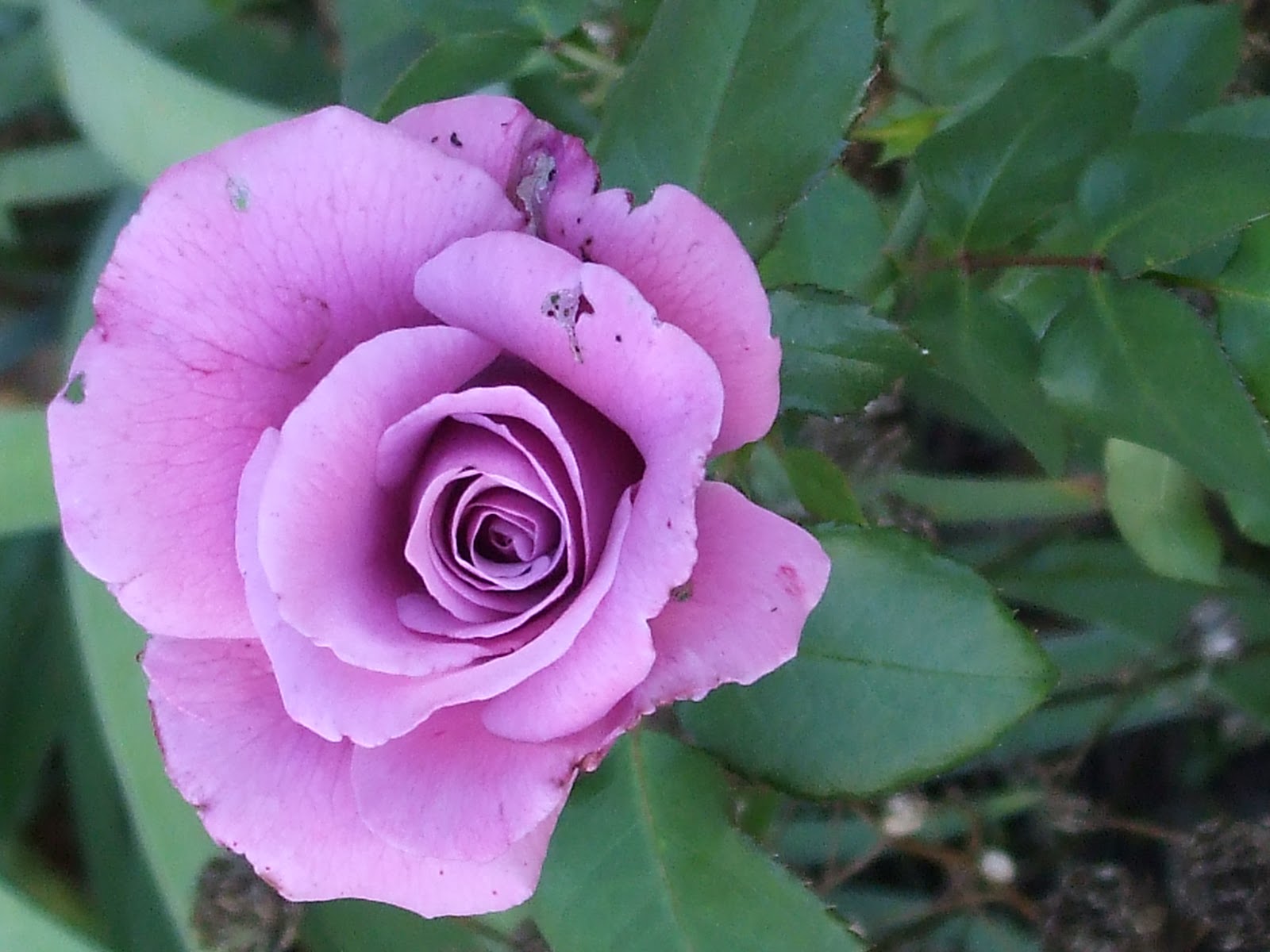 God's Growing Garden: Frank's Flowers - Mauve Miracle Rose