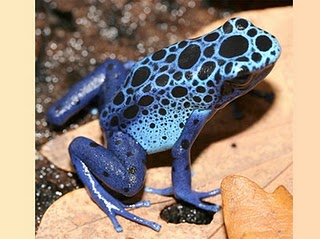 I Love Animals: Most Beautiful Frog in the World