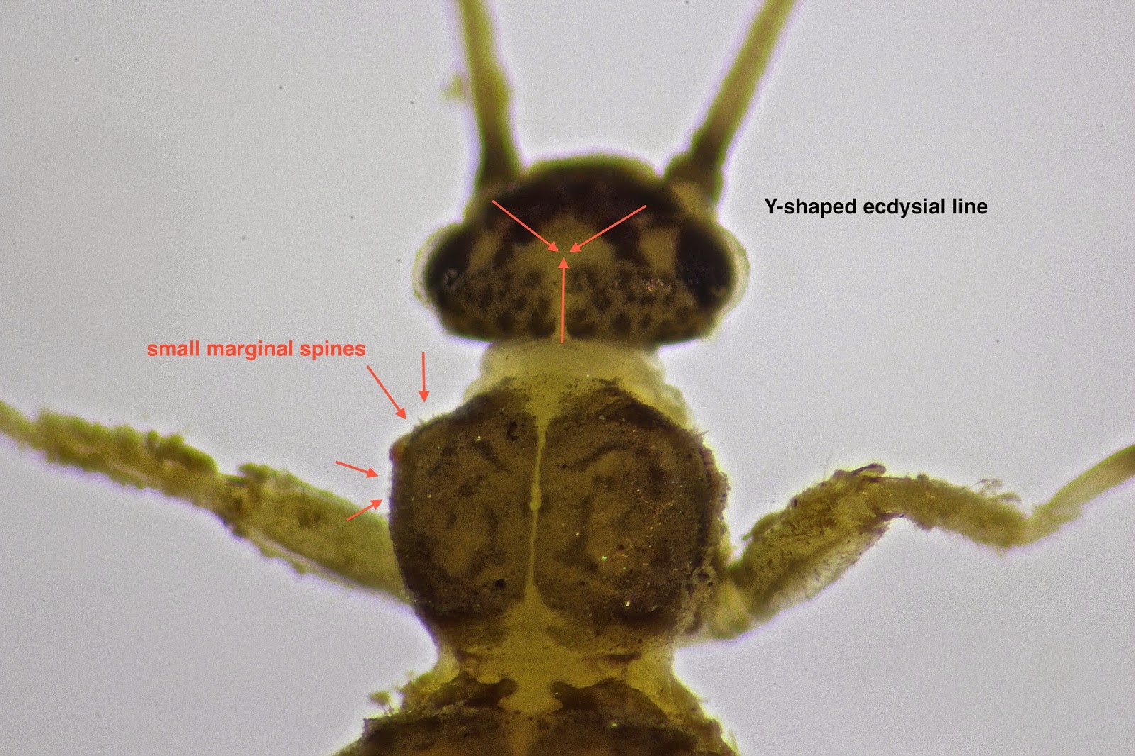 Aquatic Insects of Central Virginia: March 2015
