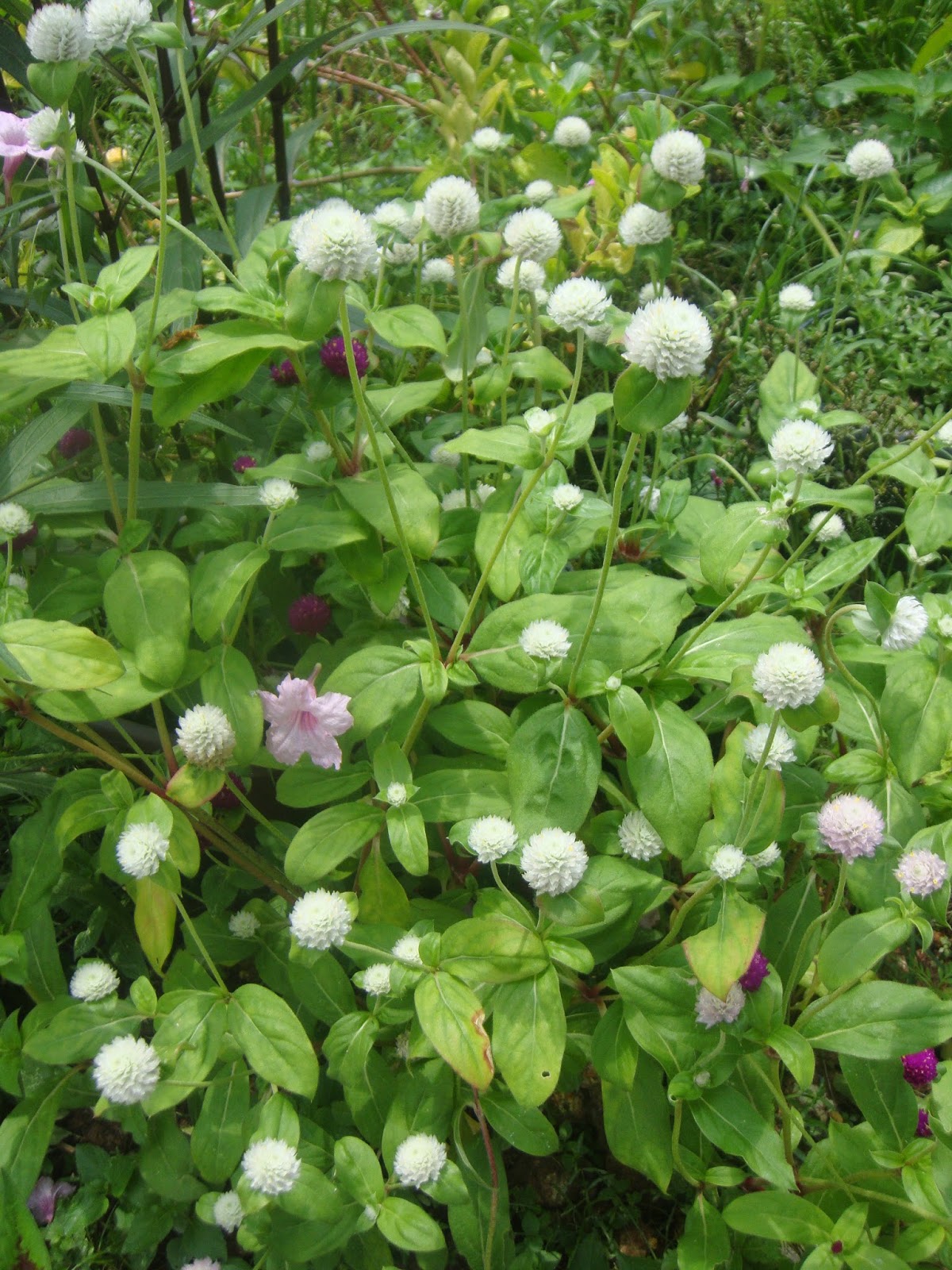 My Wonderful Timez.: Bunga Butang, khasiat & Manfaatnya...