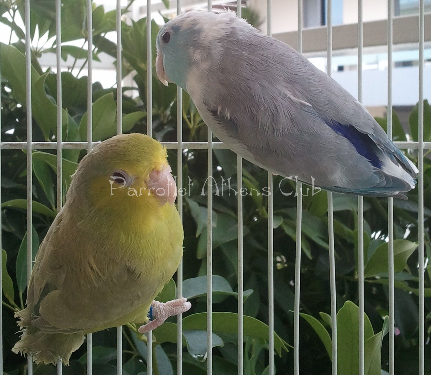 Parrotlet Athens Club: Απορίες
