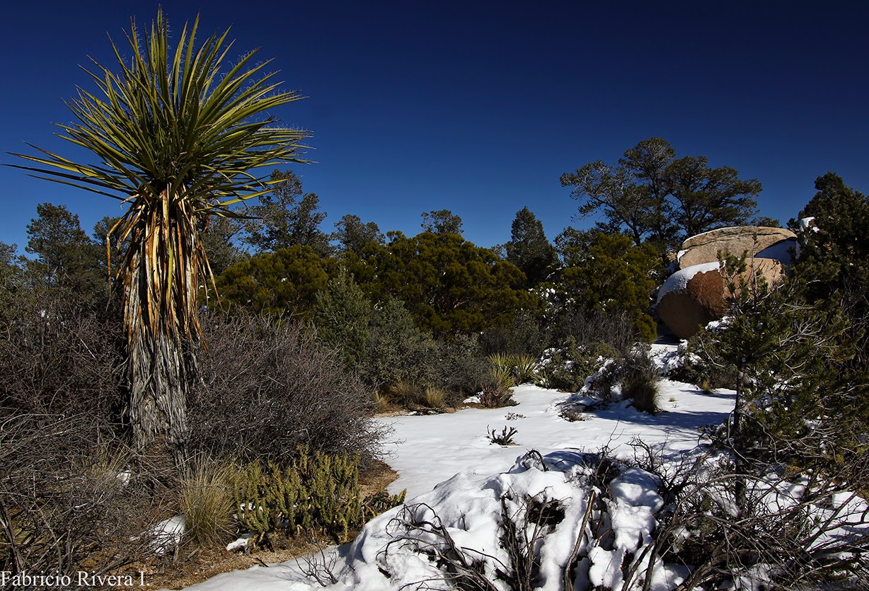 Flora de Baja California: CHAPARRAL