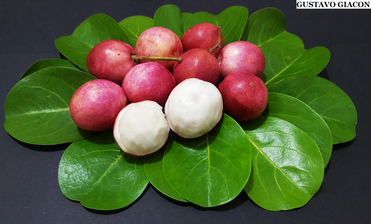 Viveiro Ciprest - Plantas Nativas e Exóticas: Ajuru Vermelho ou Icaco ...
