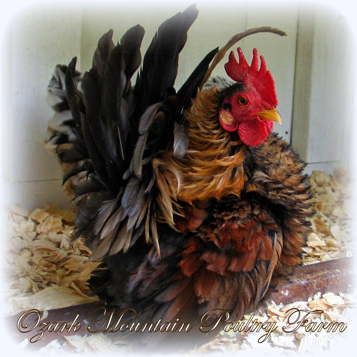 Ozark Mountain Poultry Farm: Malaysian Seramas, the Most Sought After ...