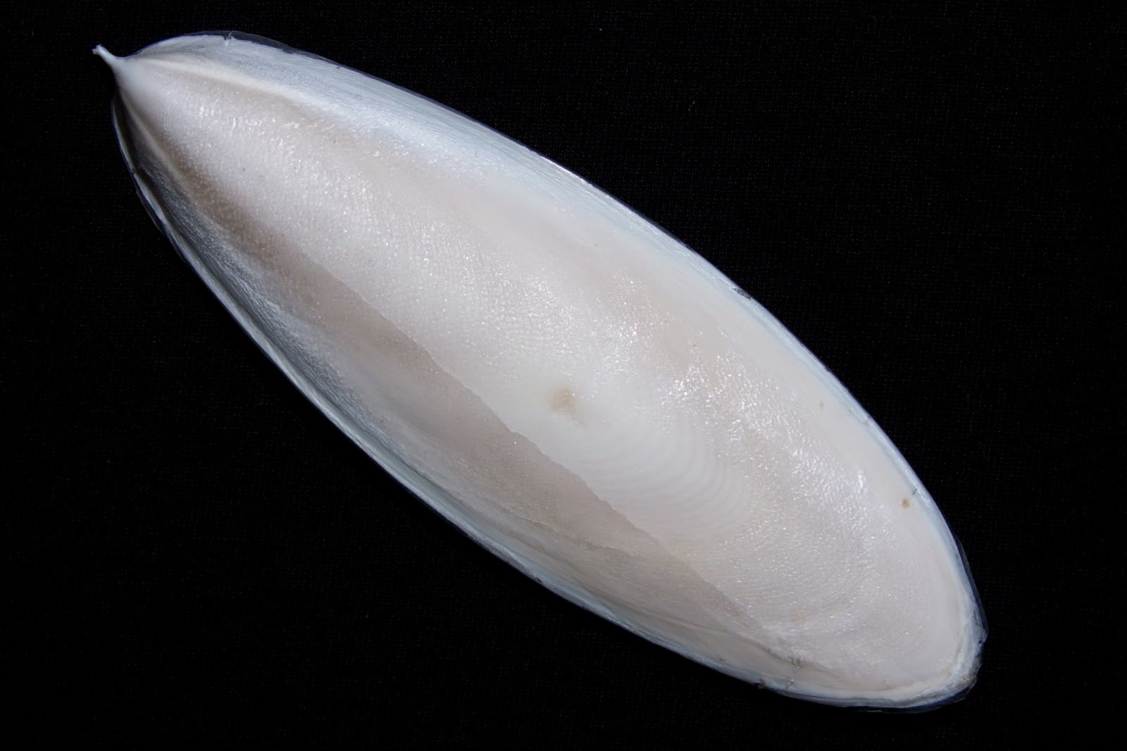 Beetle Boy's BioBlog: Species of the Week: Cuttlefish