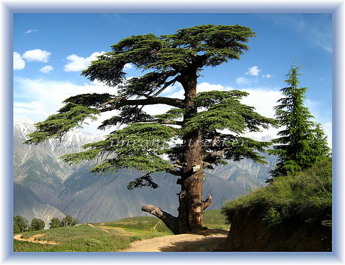 Okar Research: Sandalwood, Cedar & the Sacred Trees of Shambhala