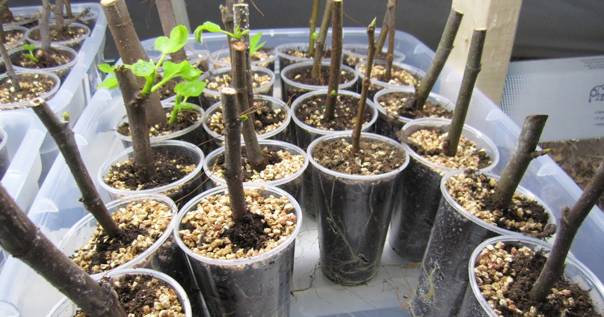 Rooting Cups: What Are Rooting Cups?