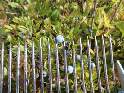 Have You Ever Picked A Carrot?: Wild Maine Blueberries: The King of Fruits