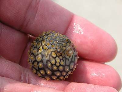 Dwarf Puffer Inflated