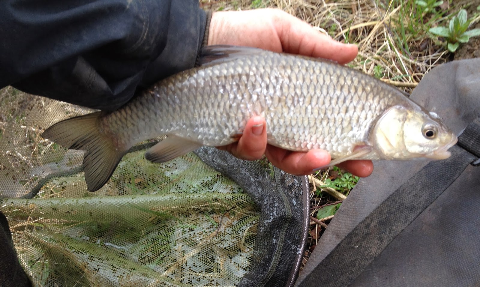 Danny's Angling Blog: River Fishing: River Weaver Roach and River Dane Chub