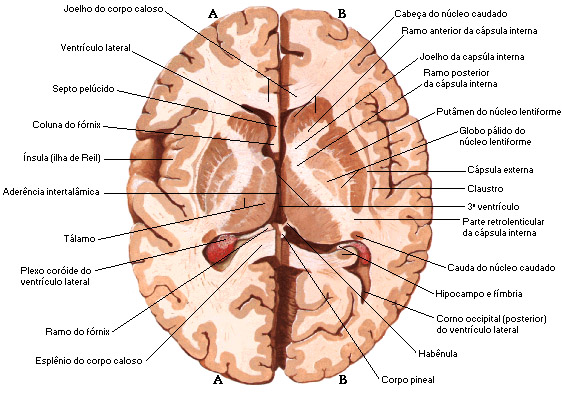 Medicina In Situ Neuroanatomia ResumÃo