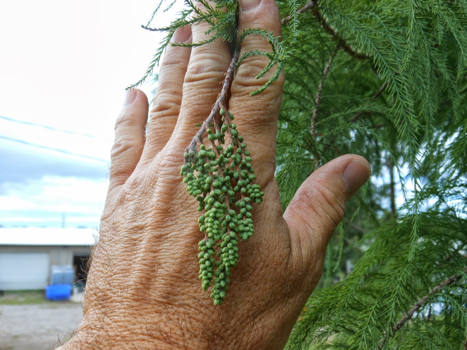 At The Arboretum Tomé, Our Redwoods Have Male Flowers This Year!
