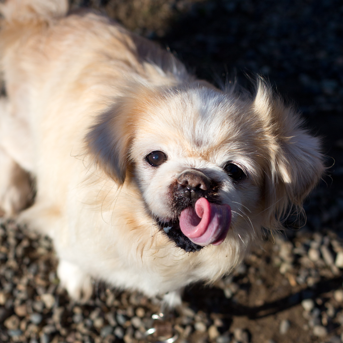 Shelter Dogs of Portland: "BRIE" loveable senior Pekingese mix