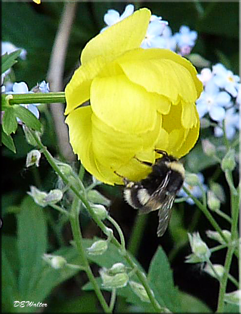 The Home Bug Garden: Bee-learned, not Bee-clowned: White-tailed Bumble ...