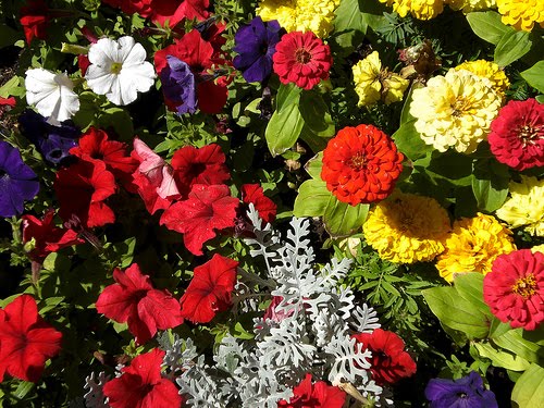 BEAUTIFUL FLOWERS: Aspen Flowers - Pictures & Meanings