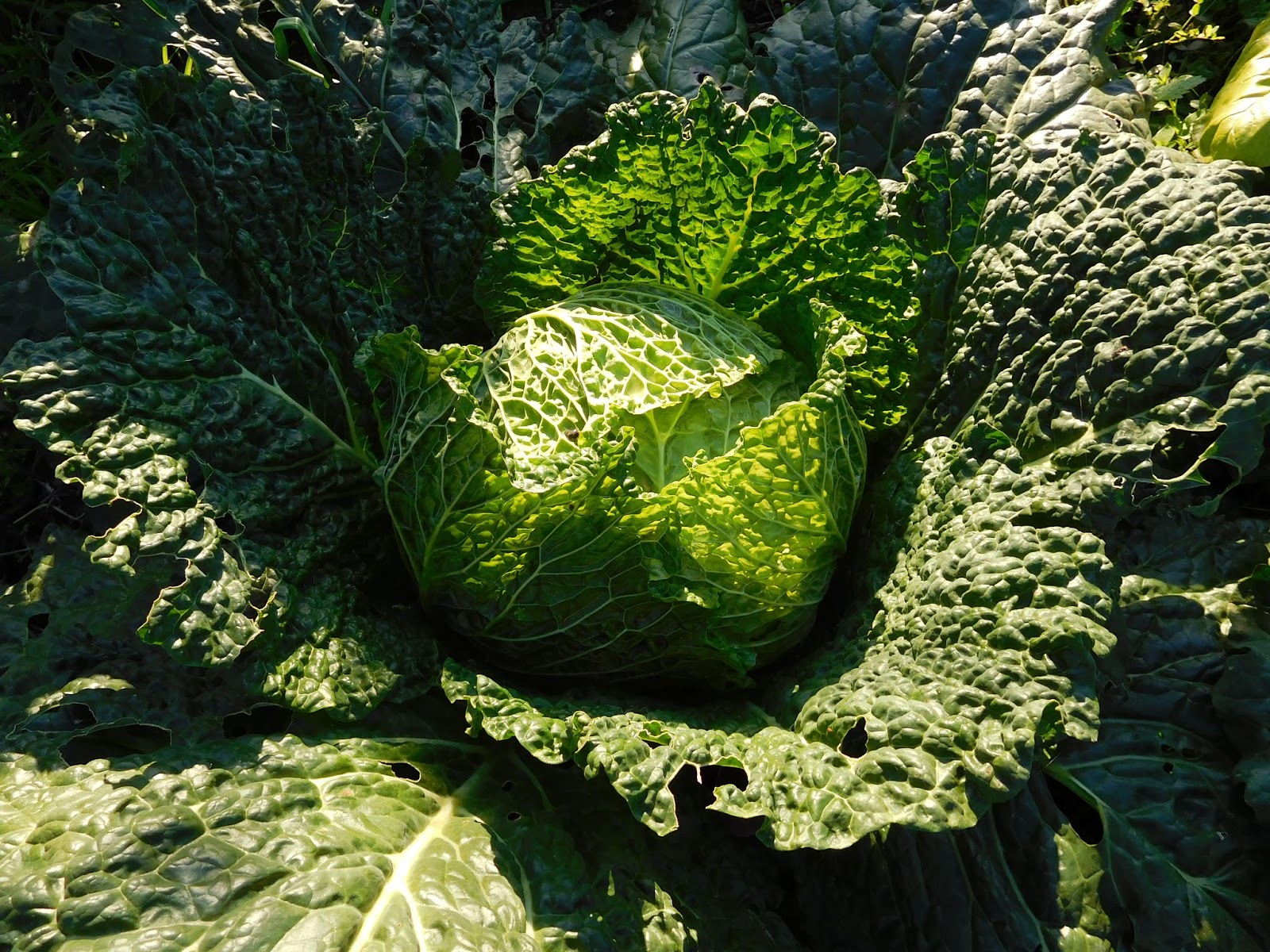 Cómo rebrotar o germinar un repollo