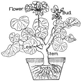 Parts Of A Flower Coloring Page - Flower Coloring Page