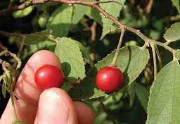 Sepenggal Perjalanan Hidup: PEMANFAATAN TANAMAN KERSEN SEBAGAI ...