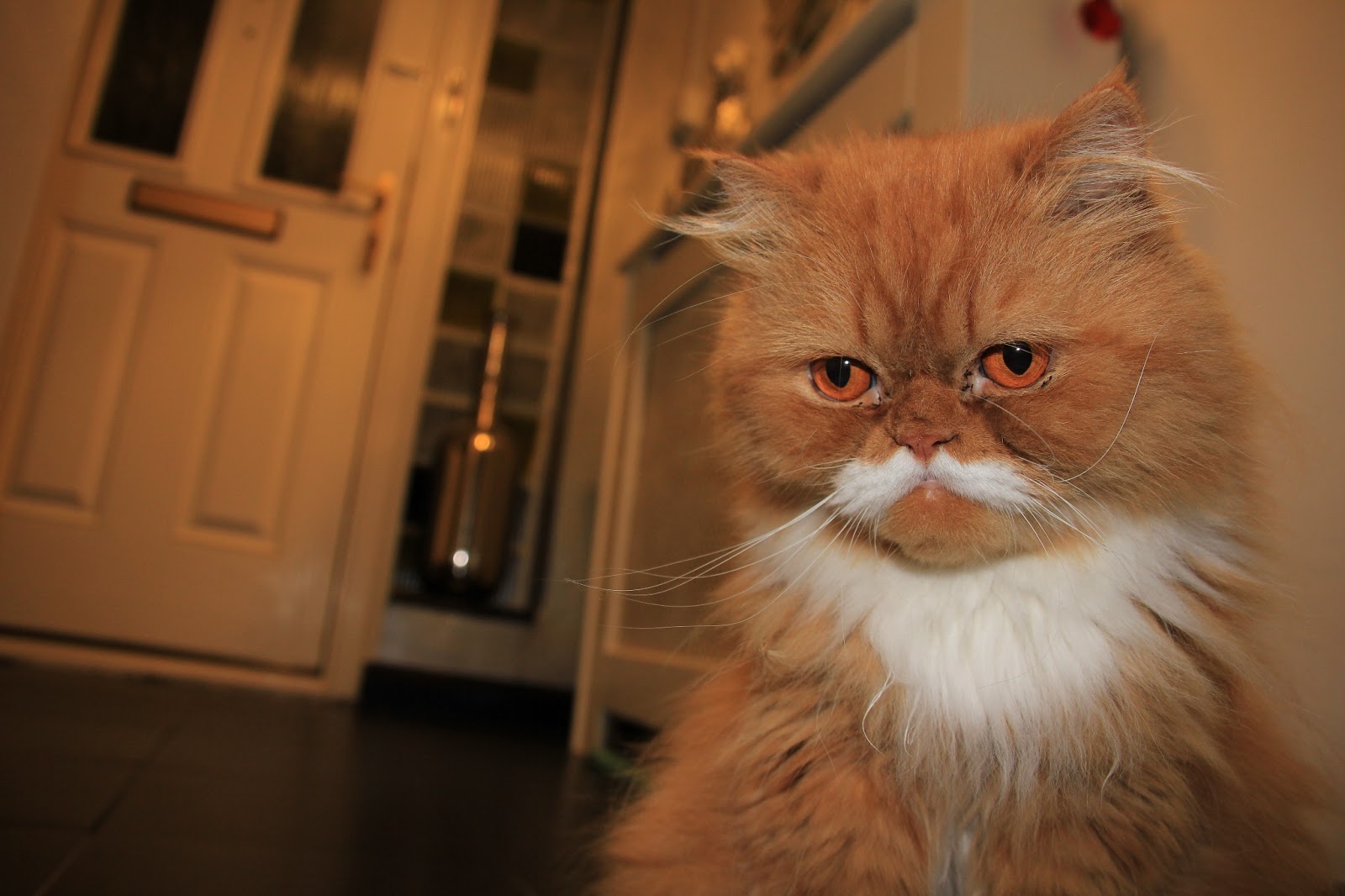 A blog about spreading the joys in life: Meet Oki the Moustache Cat!