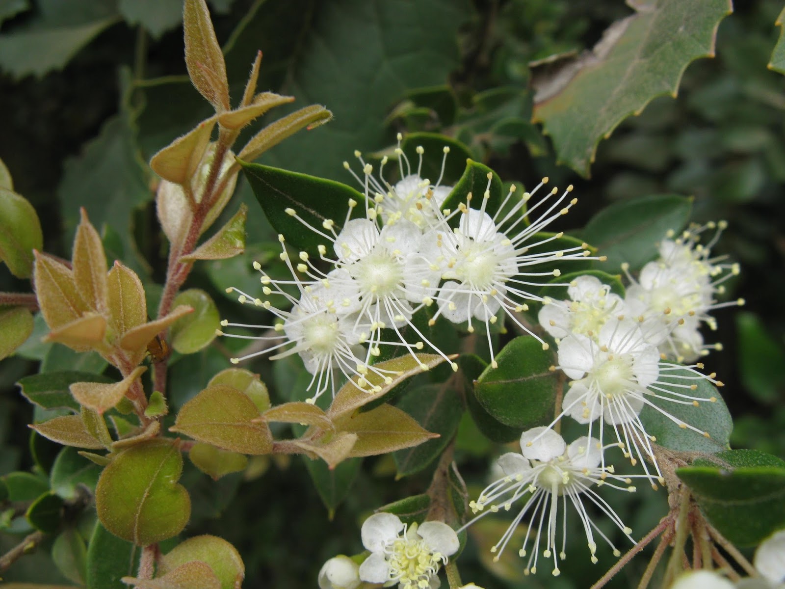 Argentina nativa: Luma (Amomyrtus luma)