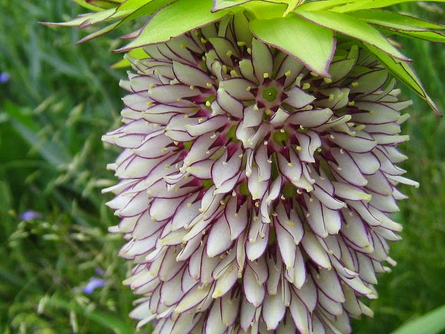 EUCOMIS BICOLOR |The Garden of Eaden