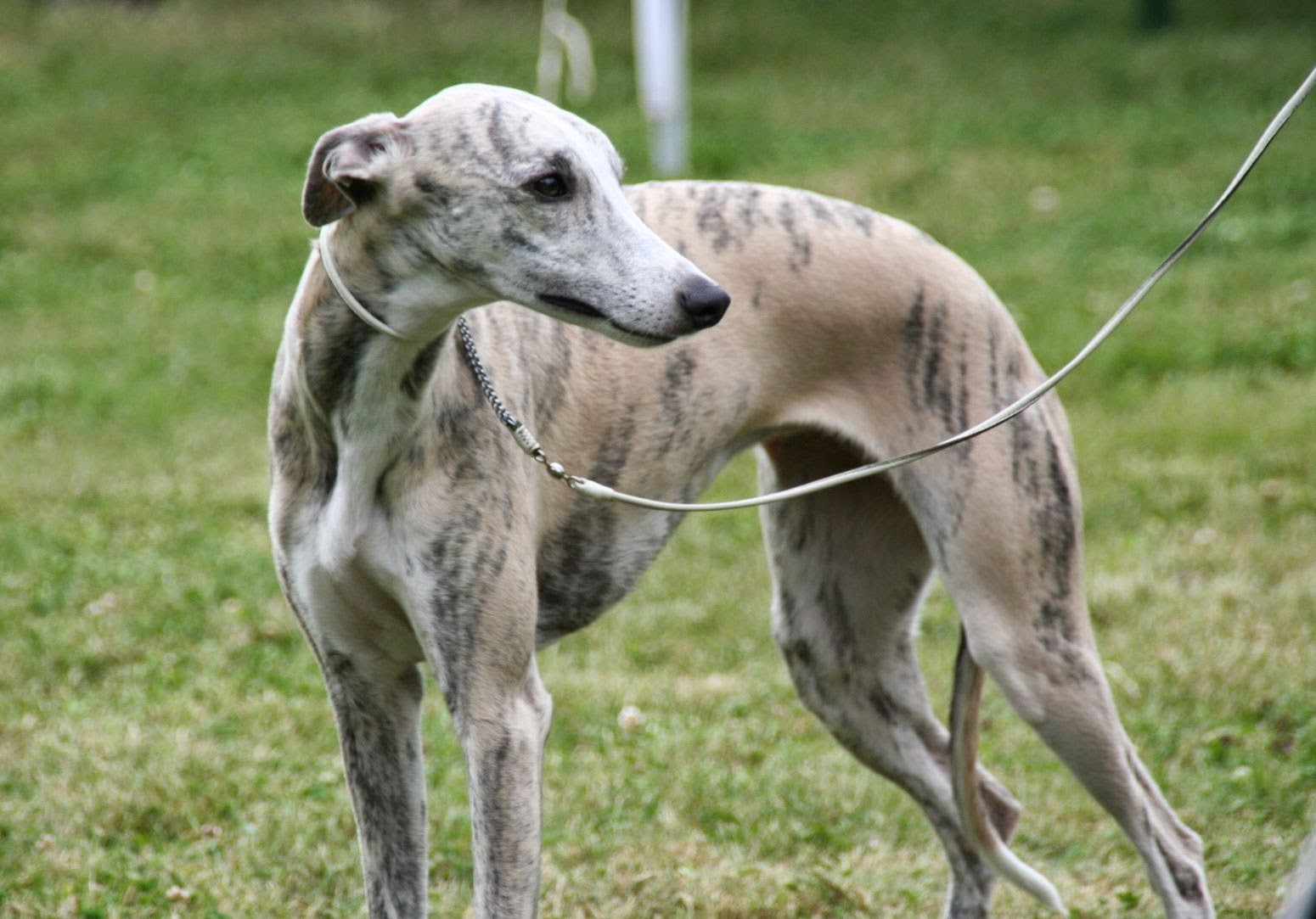 Whippets High on Emotion: P-Wurf wird Mitte Januar 2015 erwartet