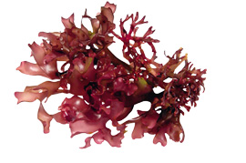 Green Beauty par Emma et Lola: L'Agar-Agar