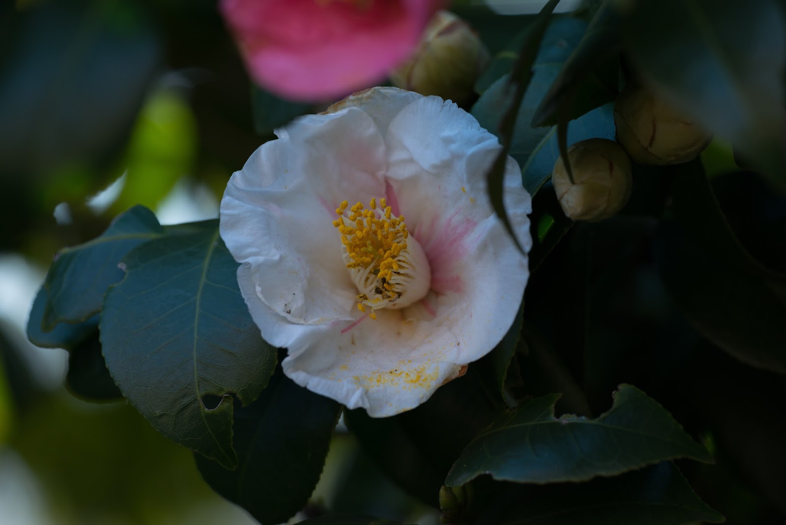 Flower Gallery: Camellia Gallery ツバキ（椿、海柘榴）写真ギャラリー