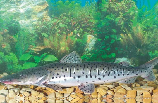 No Mar Profundo: Surubim (Pintado)