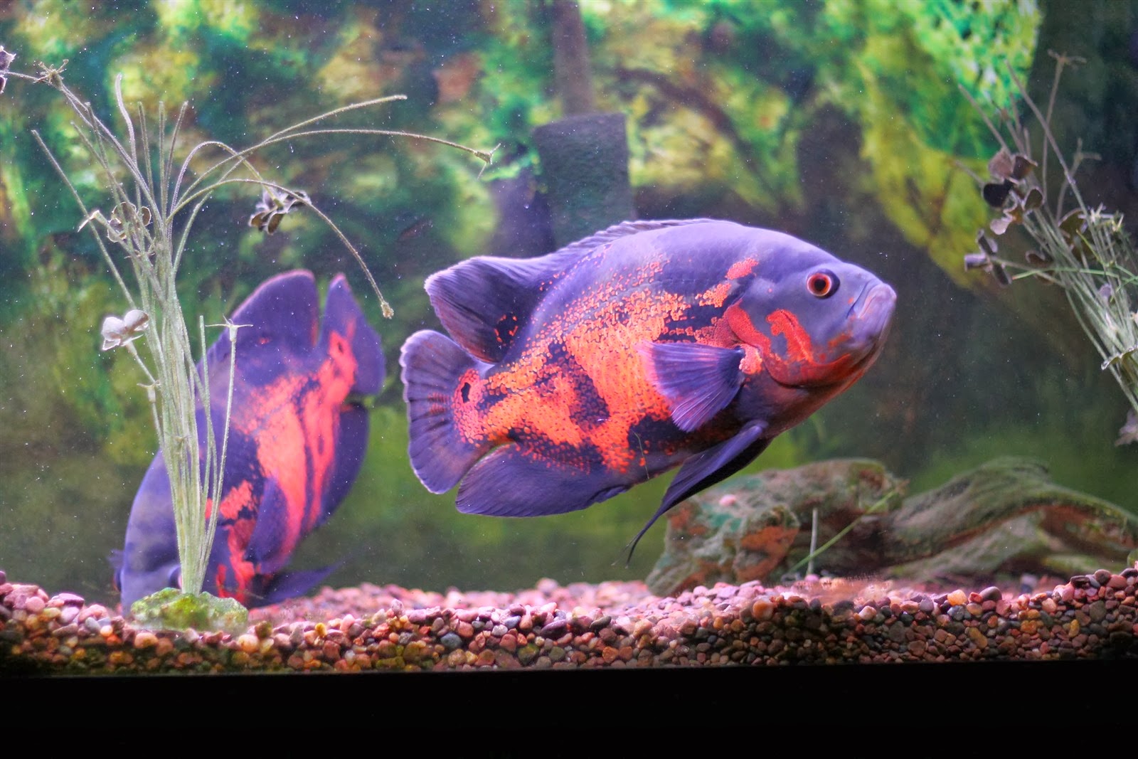 Fishaway Aquarists: Know Your Fish