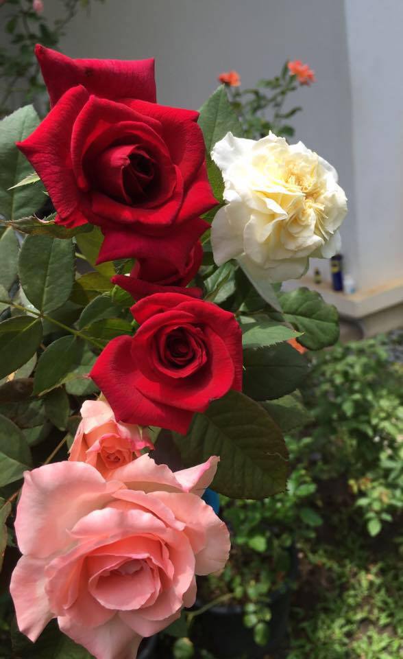 Baja Foliar EZIGROW Vitamin Setiap Tanaman: Pokok Bunga Ros