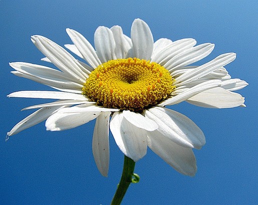 Daisy Flower's Photos