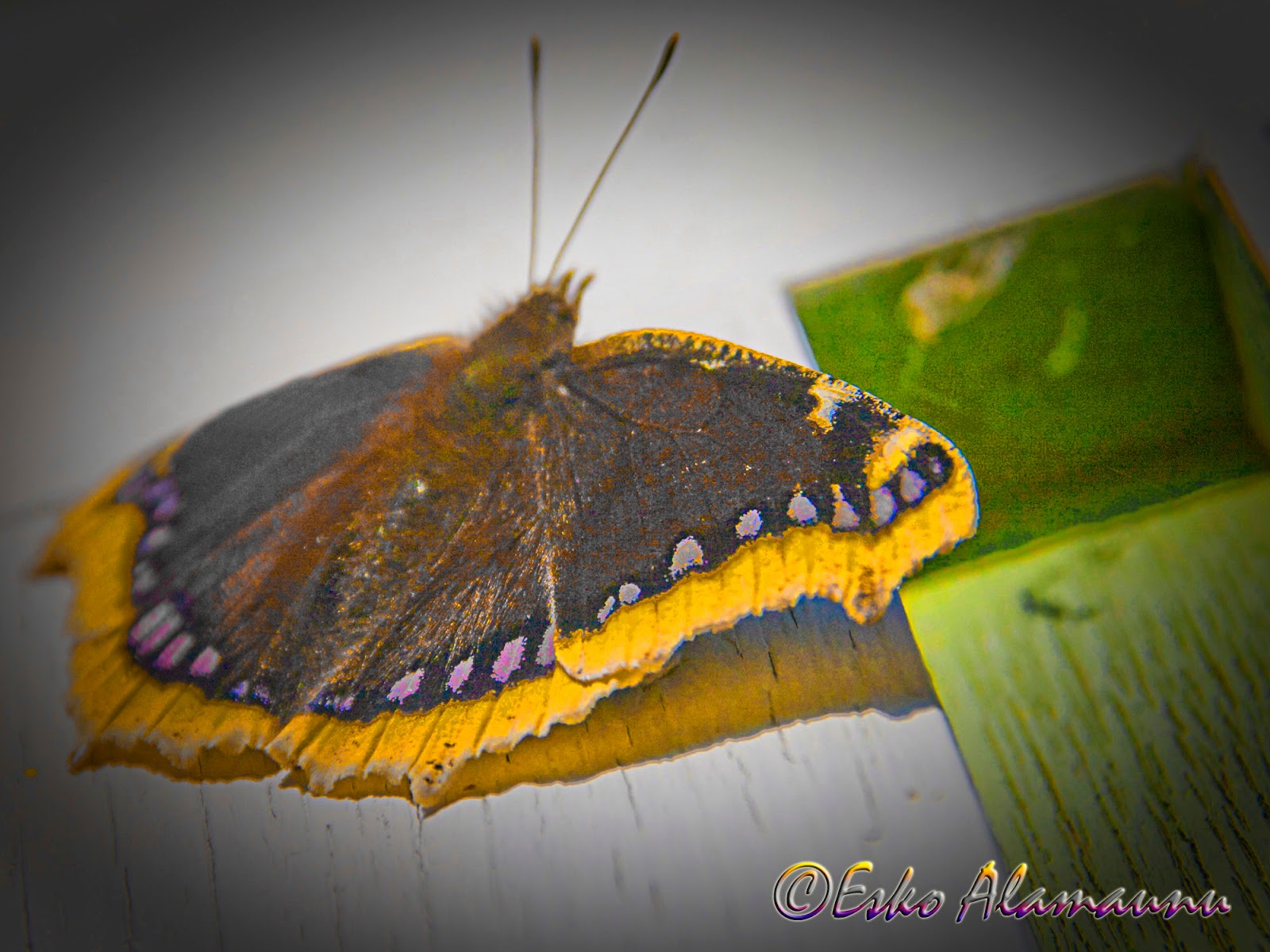 Eko-Kuvia: Kesän Perhonen...