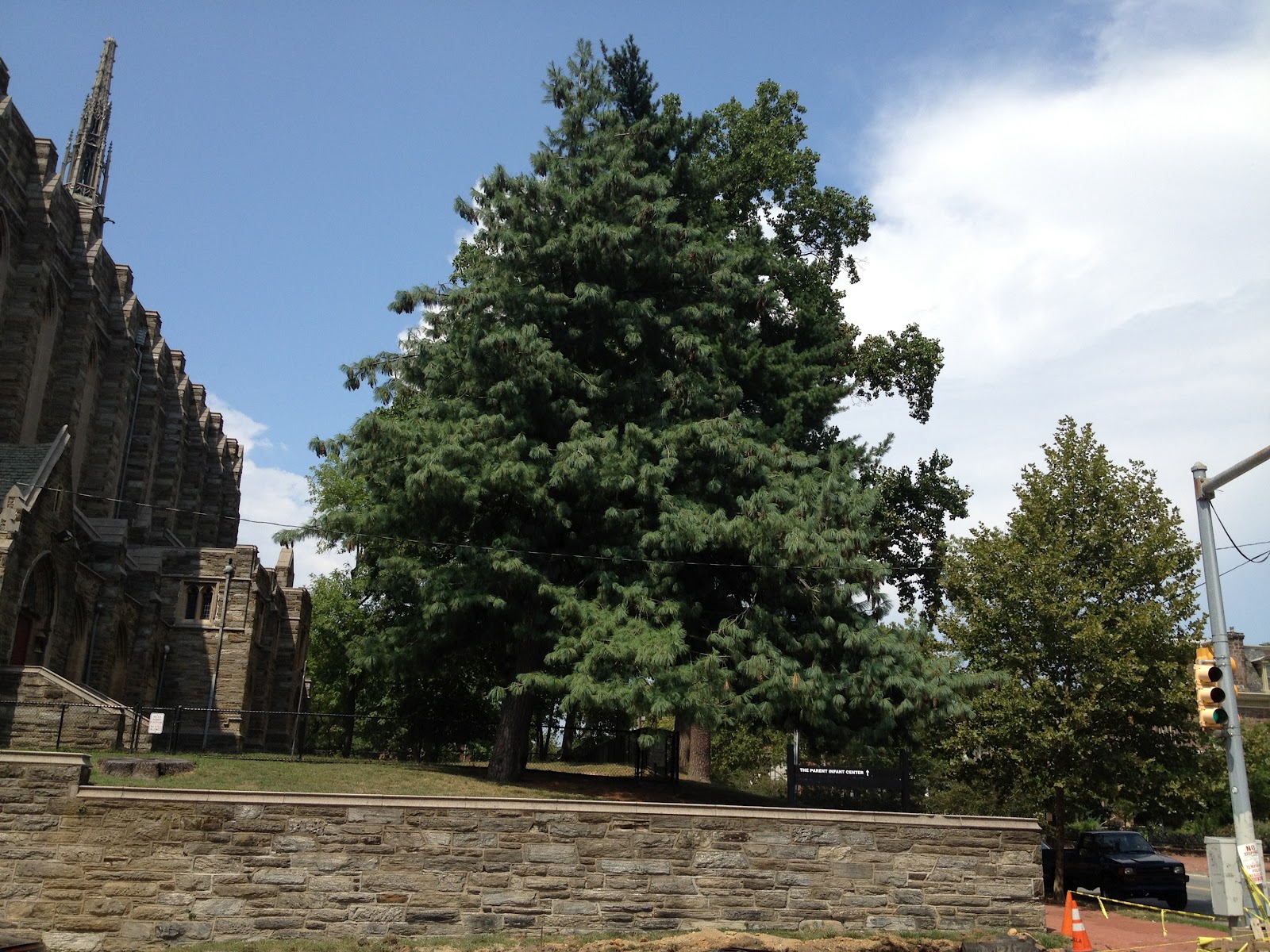 PHILLY TREES: BLUE MOON TREE HUNTS