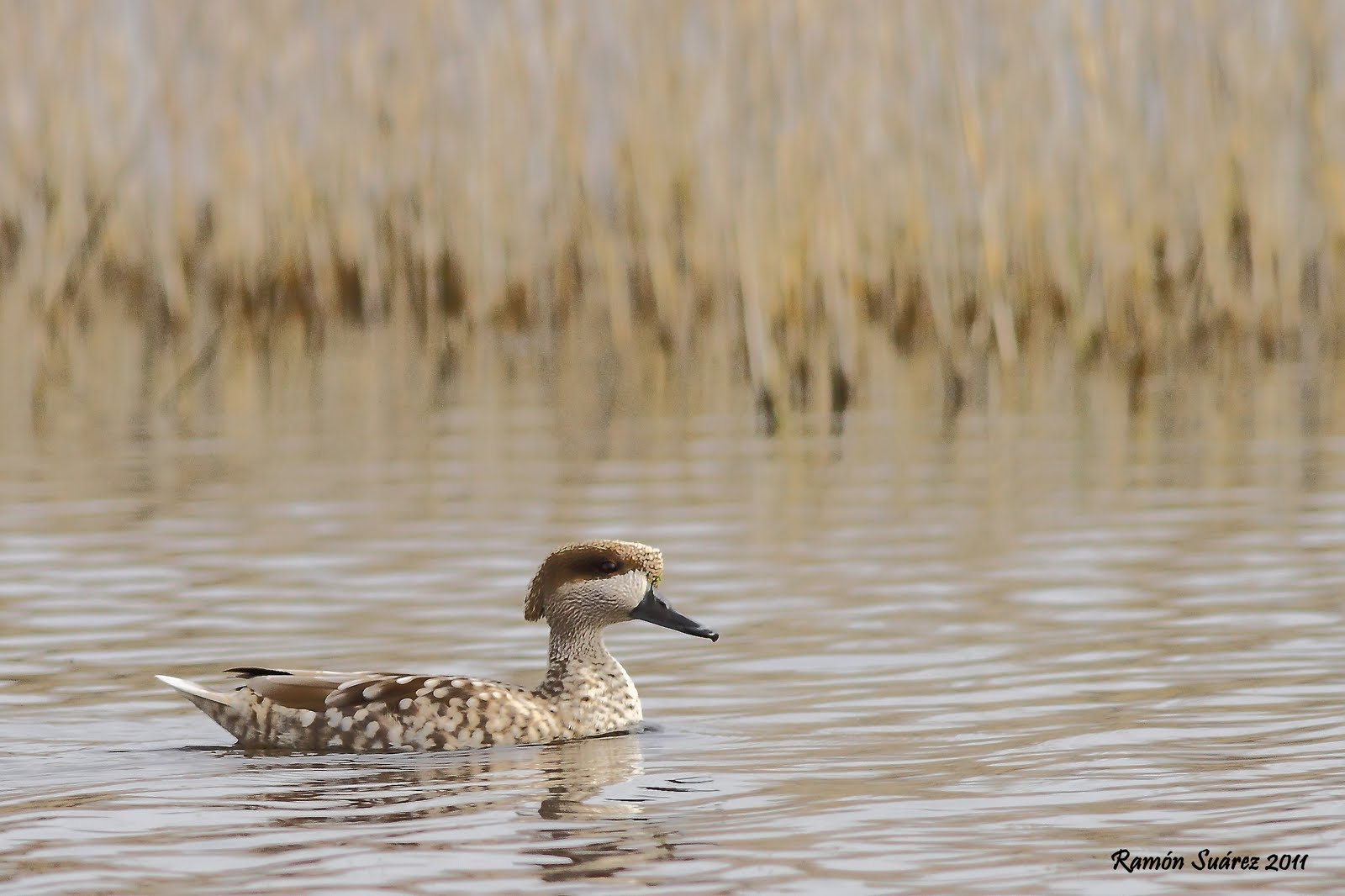 AVES Y ESTRELLAS: Cerceta pardilla (Marmaronetta angustirostris)