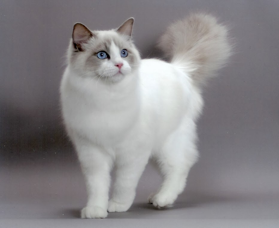 Kucing Ragdoll | Jual Perlengkapan Dan Aksesoris Pet Kesayangan