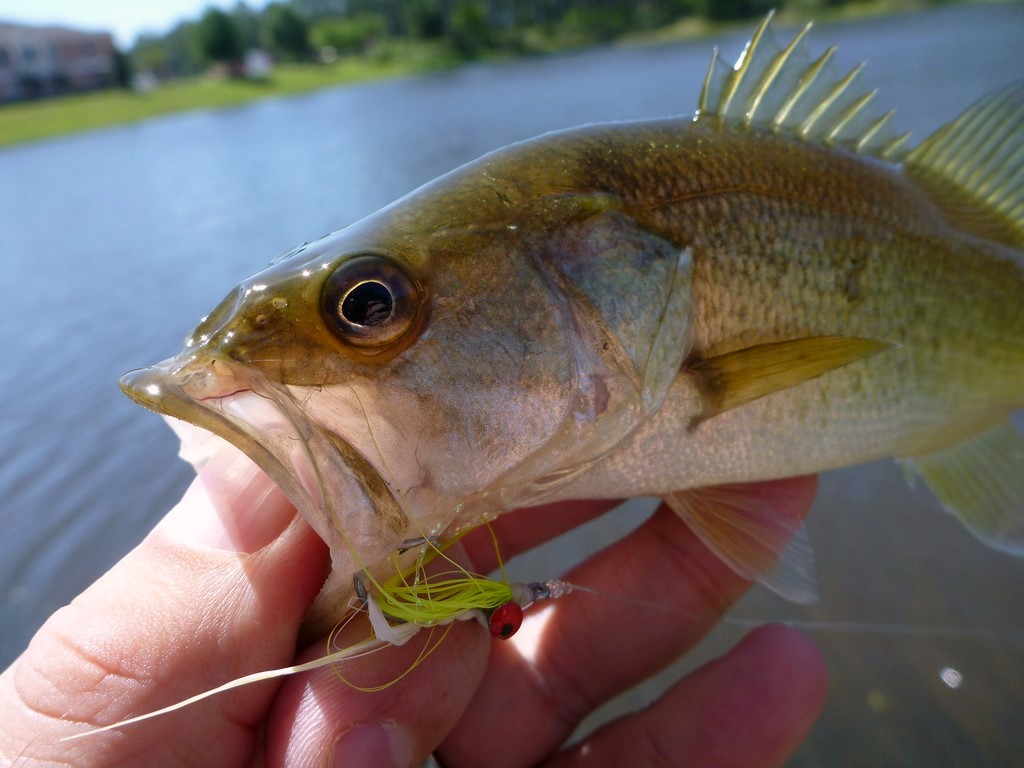 Troutrageous! Fly Fishing & Tenkara Blog: A Little Sunday Sink Tip Bass