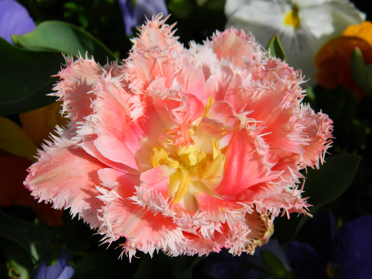 LA MULTI ANI, ROMANIA!: Lalele crete